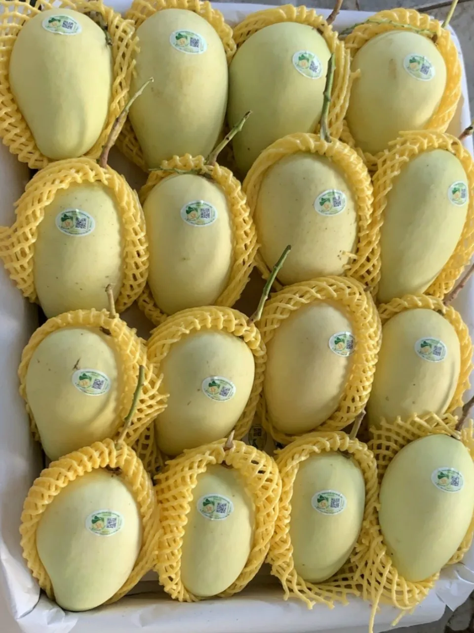 Fresh Mango Fruit Kaew - High Quality & Delicious Taste