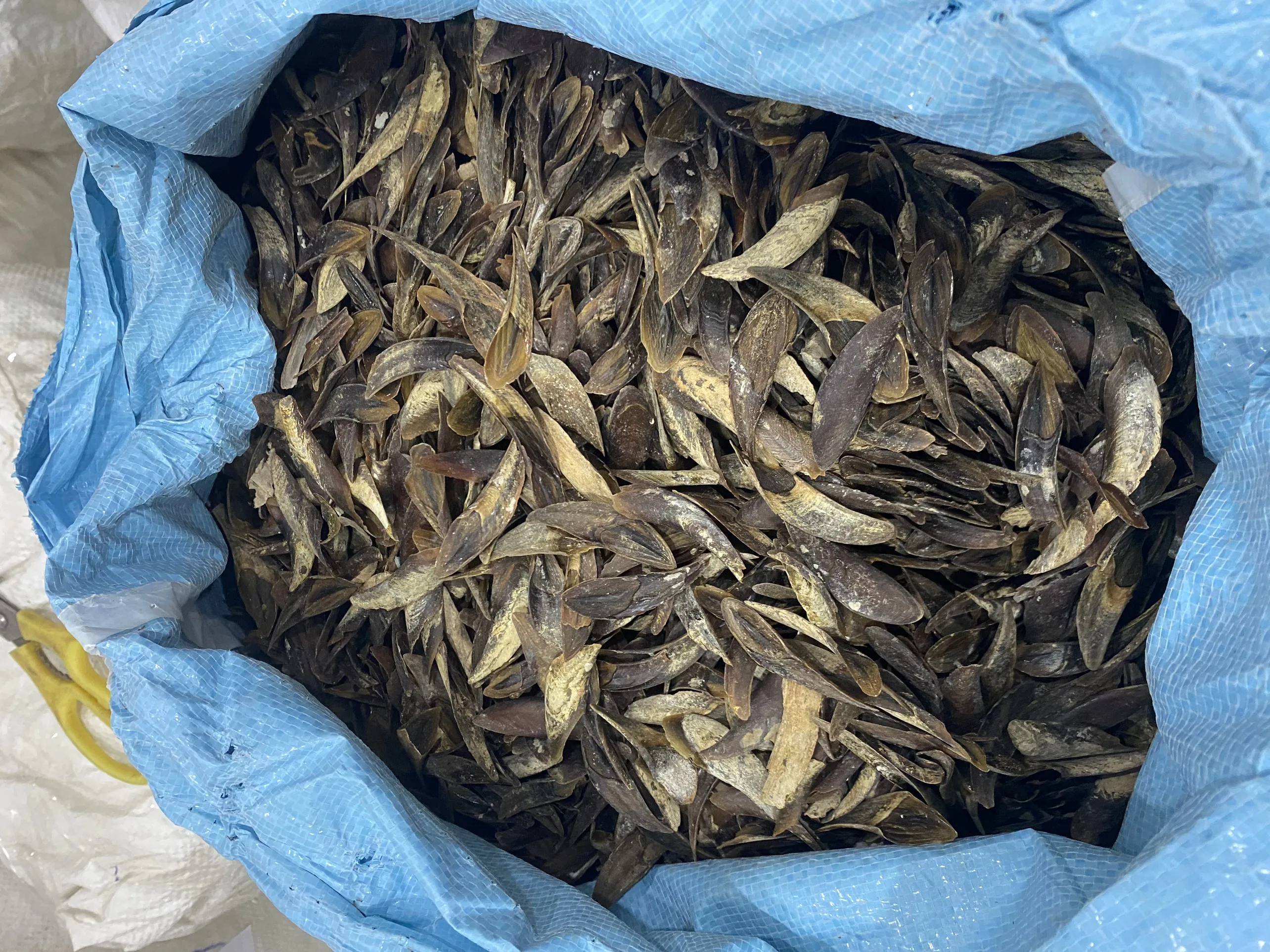 Fresh Seashell Murex Operculum Murex Snail Dry From Vietnam - Buy Hot ...