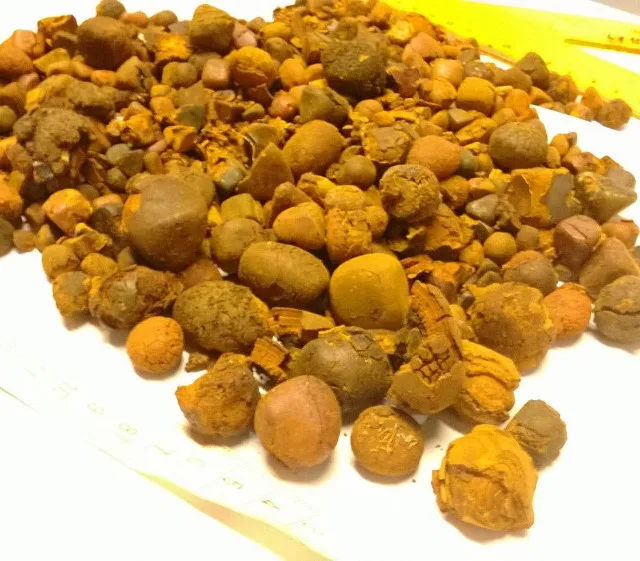 Ox Gallstones And Cow Gallstones - Buy Ox Gallstones,Cattle Gallstones ...