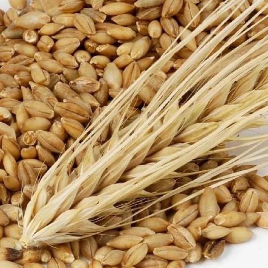 Barley for Malt, Barley Feed, Malted Barley Animal feed| Alibaba.com