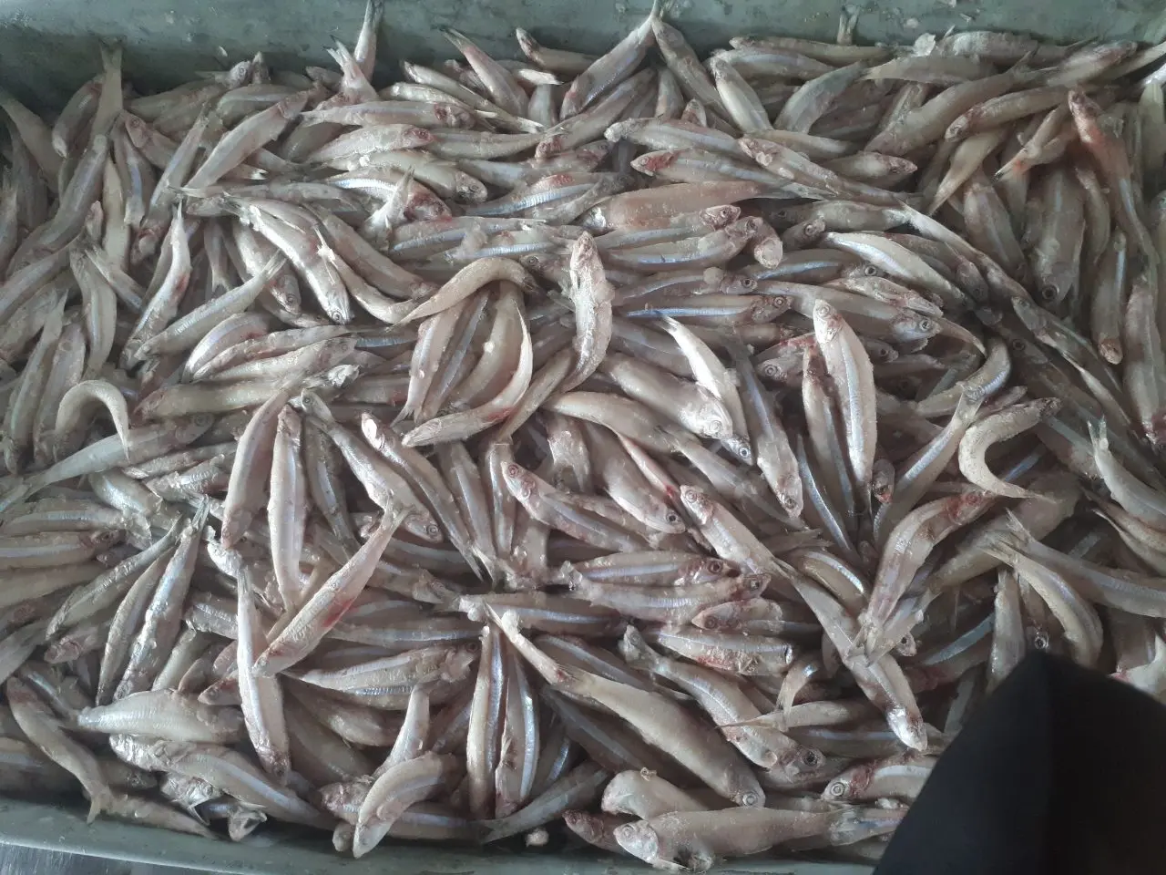 Frozen Anchovy Fish from Vietnam - Wholesale Price