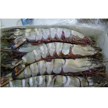Wild-caught Sea Tiger Shrimp Hoso U5 - Buy Black Tiger,Wild Tiger ...