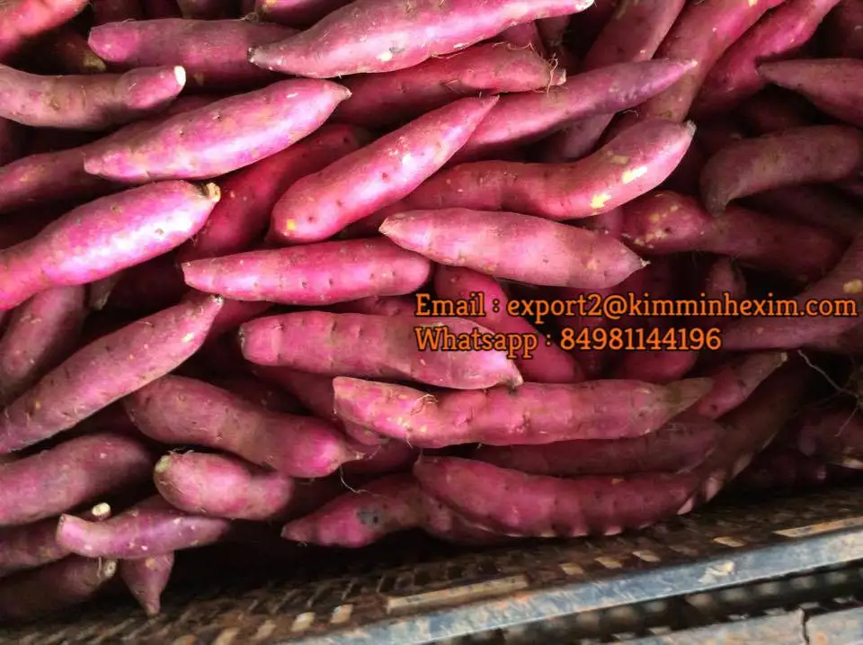 New Crop 2021 Fresh Sweet Potato With High Quality And Good Healthy ...