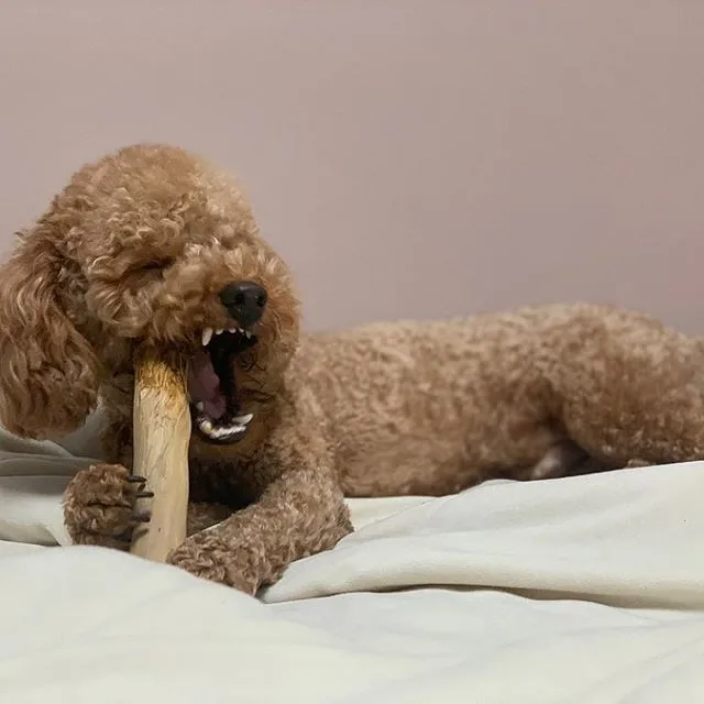 Natural Coconut Chew Rope for Dogs - Durable & Healthy