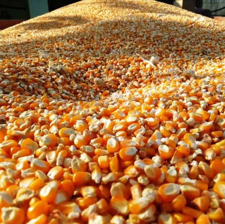 Yellow Corn & White Corn/Maize for Human & Animal Feed| Alibaba.com