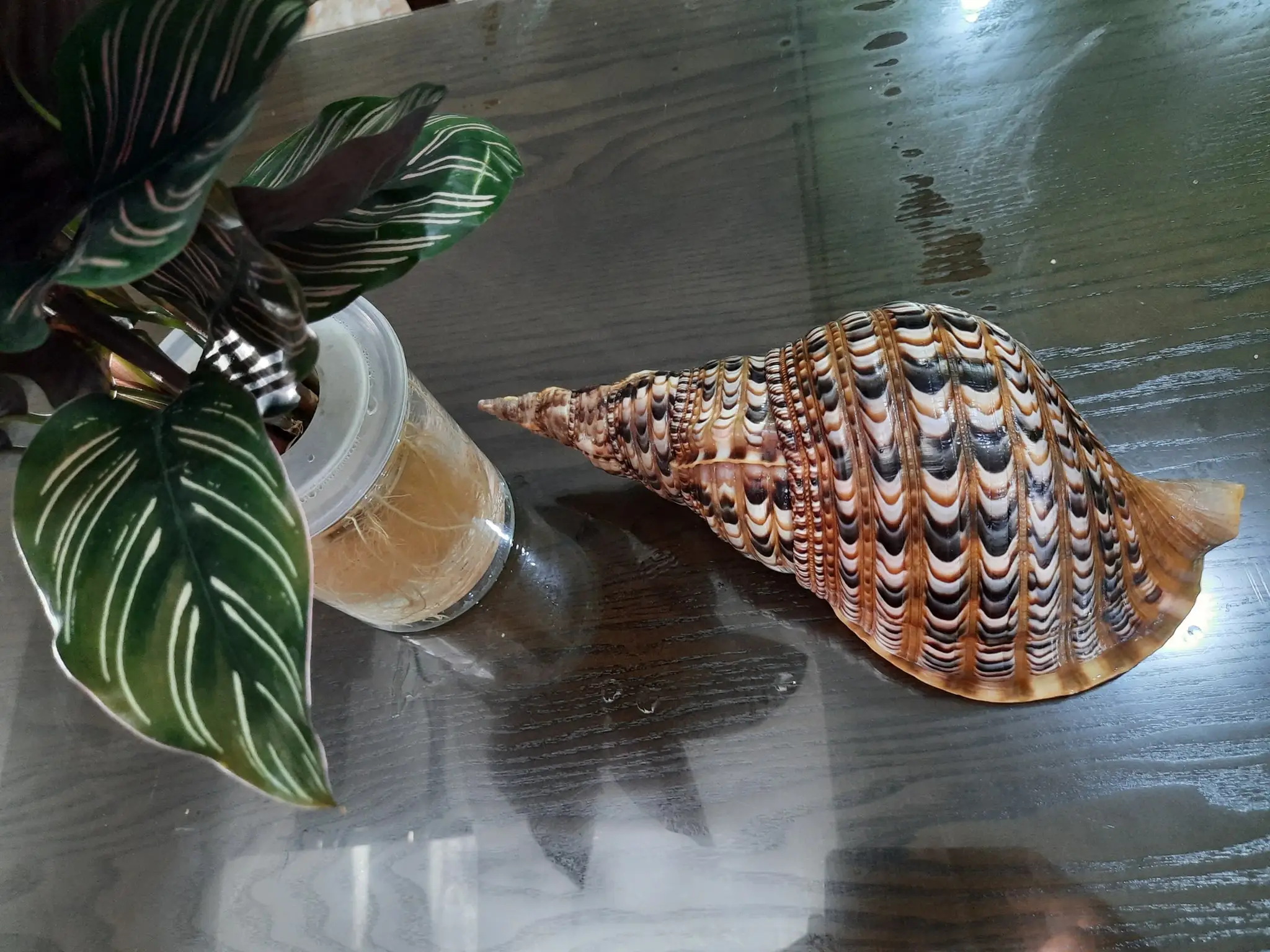 Seashell Onycha/Lambis Operculum/ Dried Triton Murex Operculum for ...