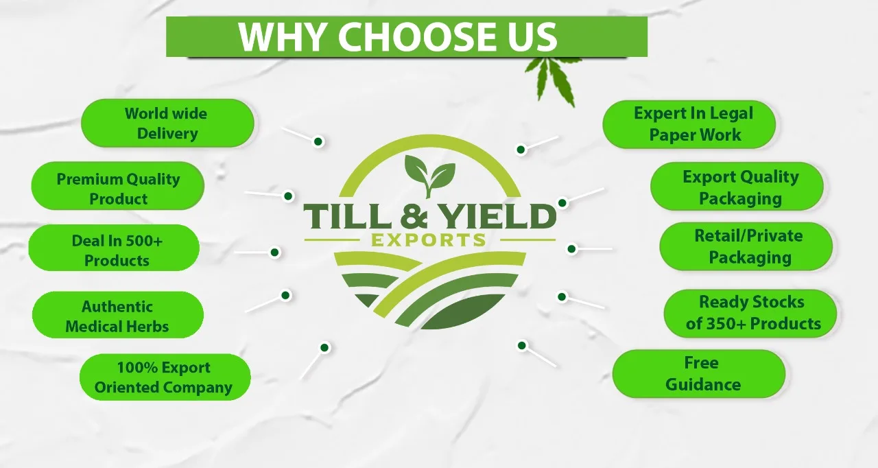 Wholesale Price Malkangni Seed - Indian Origin Celastrus Paniculatus ...