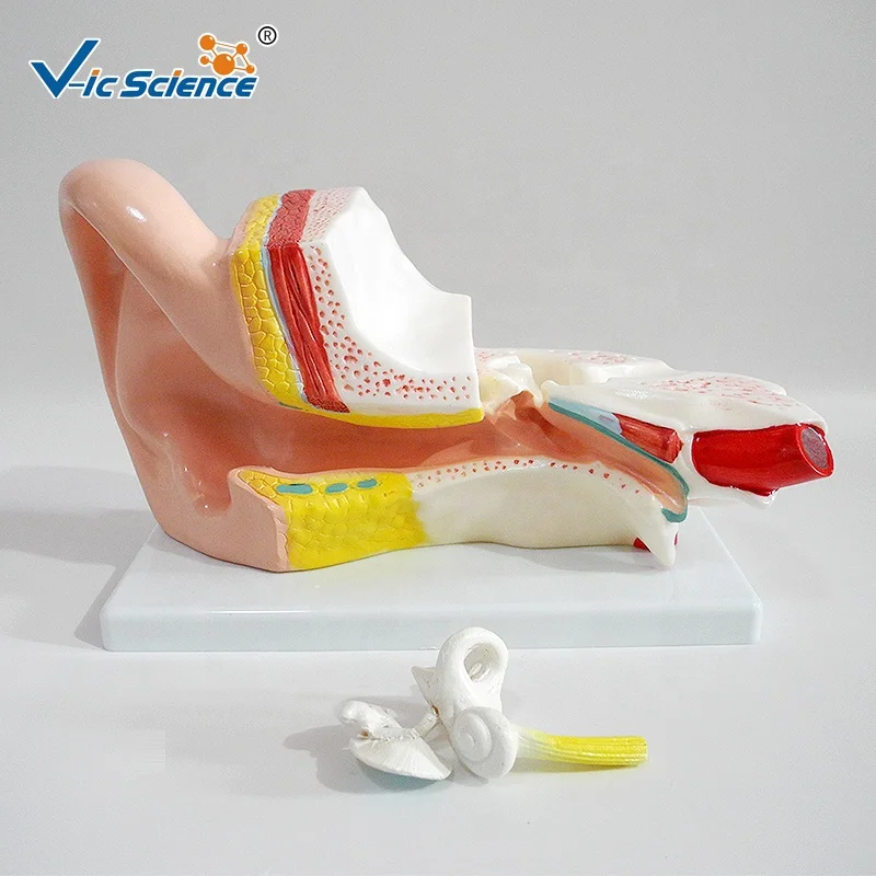 Medical Anatomical Model Middle Ear Anatomy Model Medical Science ...