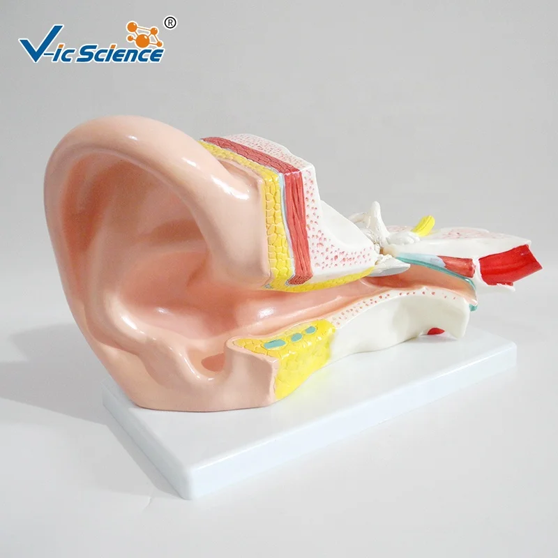 Medical Anatomical Model Middle Ear Anatomy Model Medical Science ...