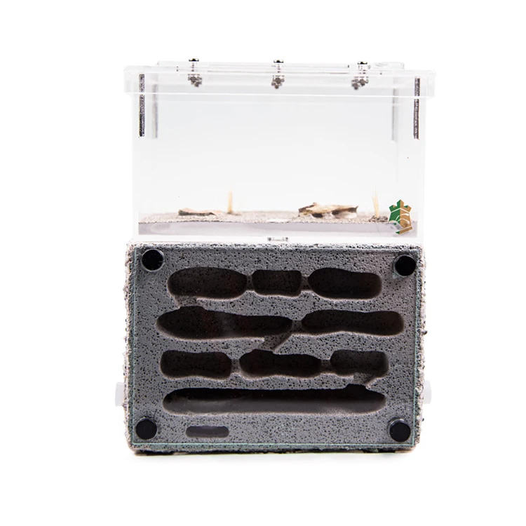 Ant Terrarium - Observe Ants in a Sustainable Formicarium