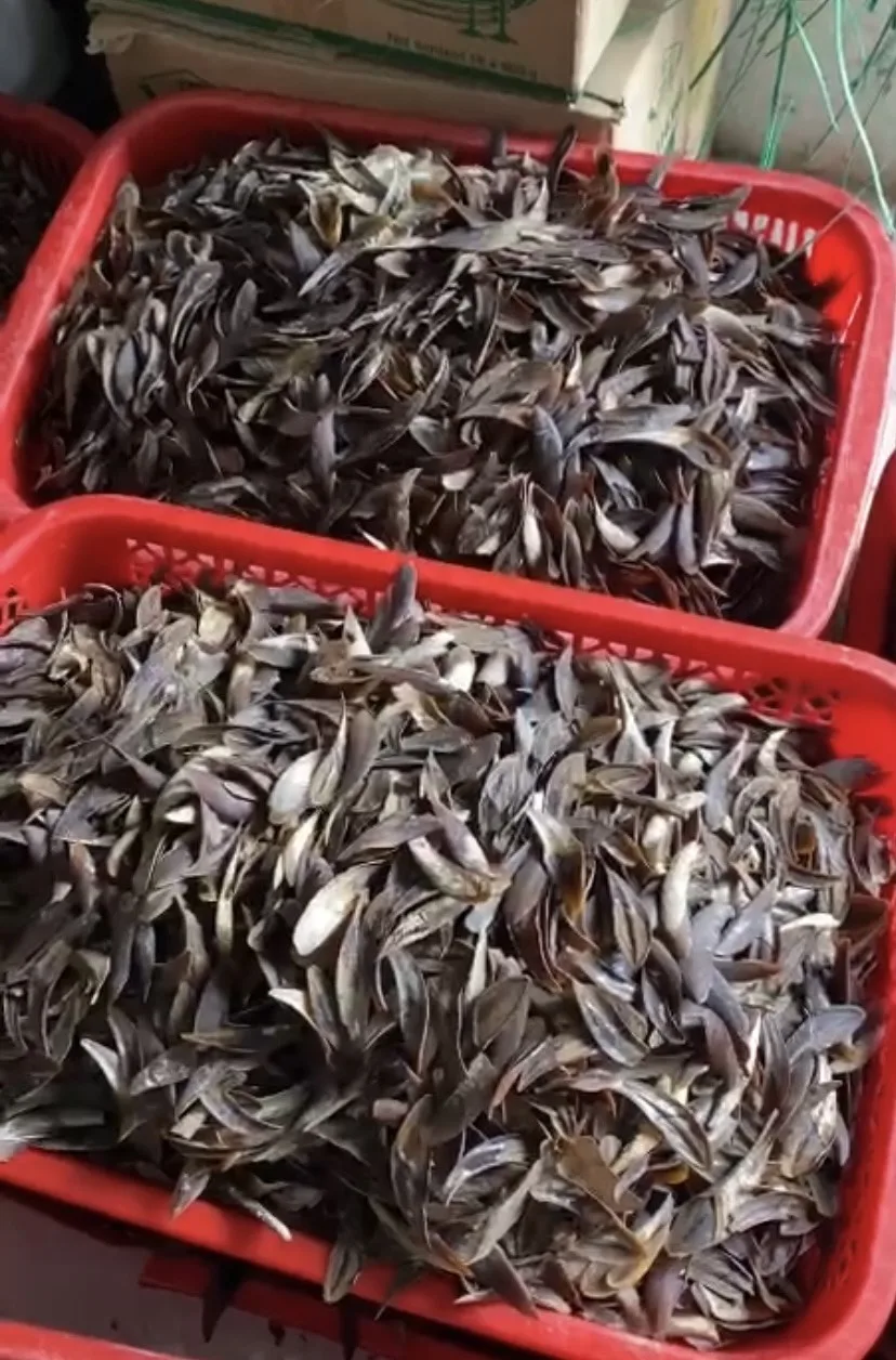 Fresh Seashell Murex Operculum Murex Snail Dry from Vietnam