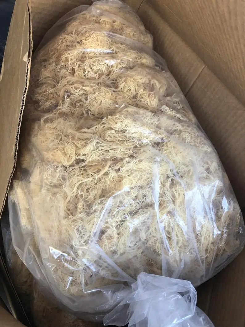 Vietnam 100% Oragnic Natural High Quality Gold Sea Moss/ Irish Moss ...