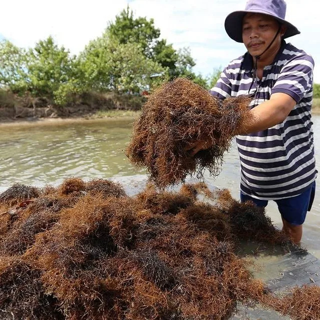 Dried Sargassum Seaweed for Fertilizer - Best Grade from Vietnam