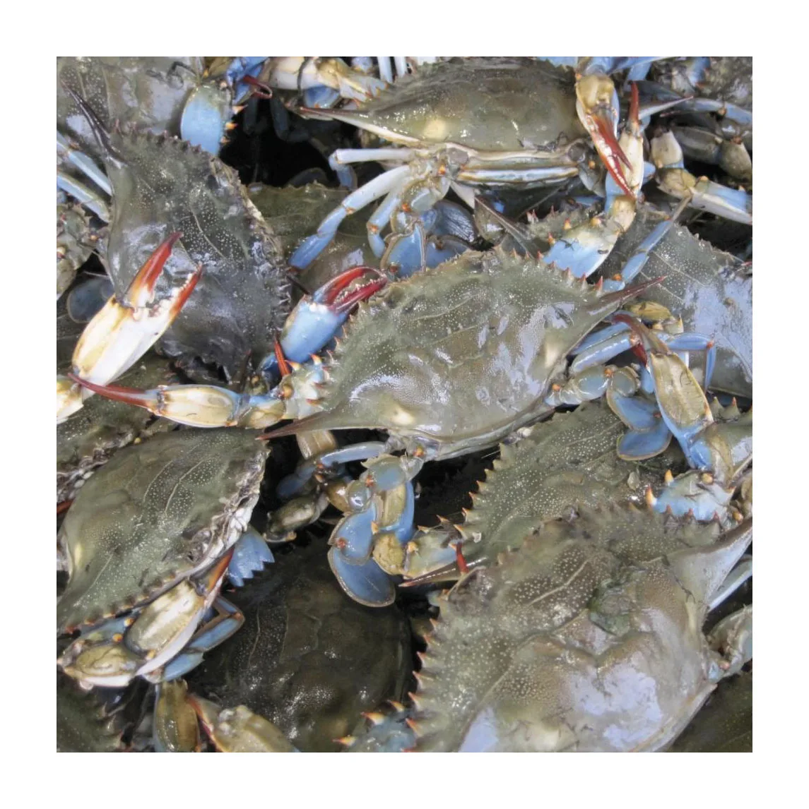 Fresh Crab / Frozen Crab / Whole Crab Top Grade For Export - Buy Crab ...