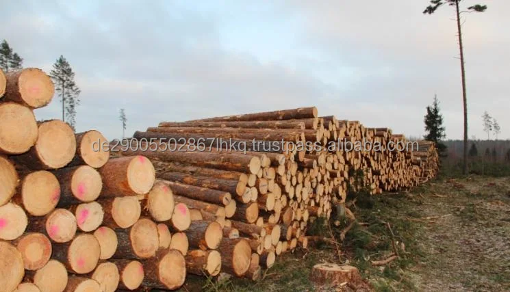 Pine/ Spruce Sawn Logs,14+ Cm Diameter - Buy New Zealand Radiata Pine ...