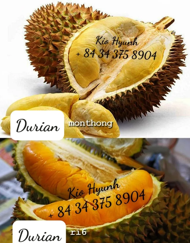 Hot 2022 Fresh Durian Ri6 Monthong No.1 In Viet Nam / Ms. Kio Hyunh ...