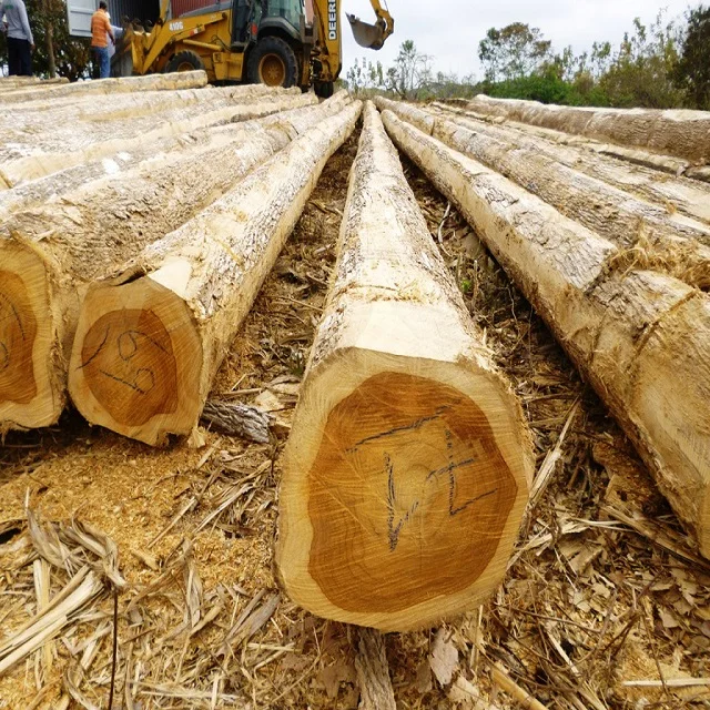 Pine, Birch, and Spruce Wood Logs - Durable and Versatile