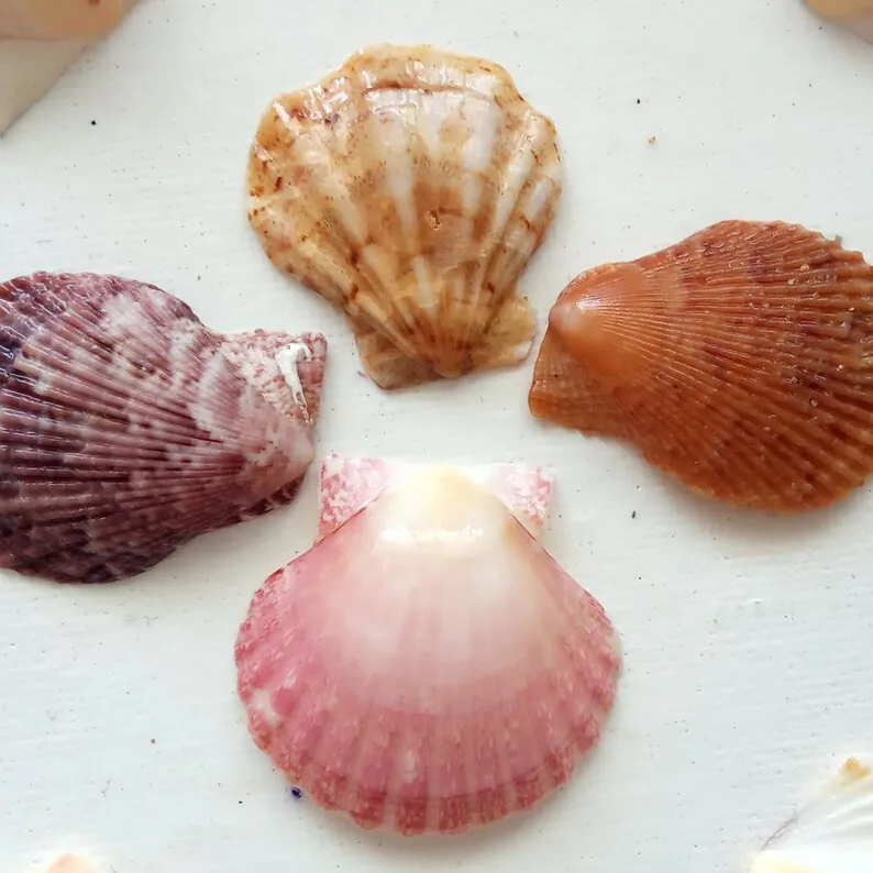 Natural Seashell Decor from Vietnam - Perfect Business Gift