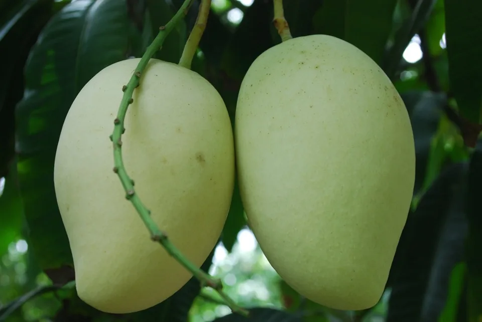 Fresh Mango Hot Product With Best Price High Quality In Viet Nam Clean ...