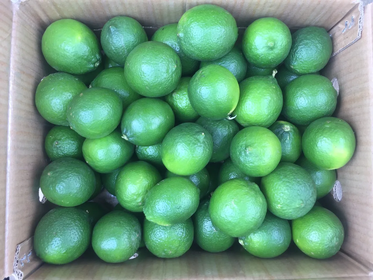 Fresh Green Seedless Lime And Lemons From Vietnam For Export - Buy Lime ...
