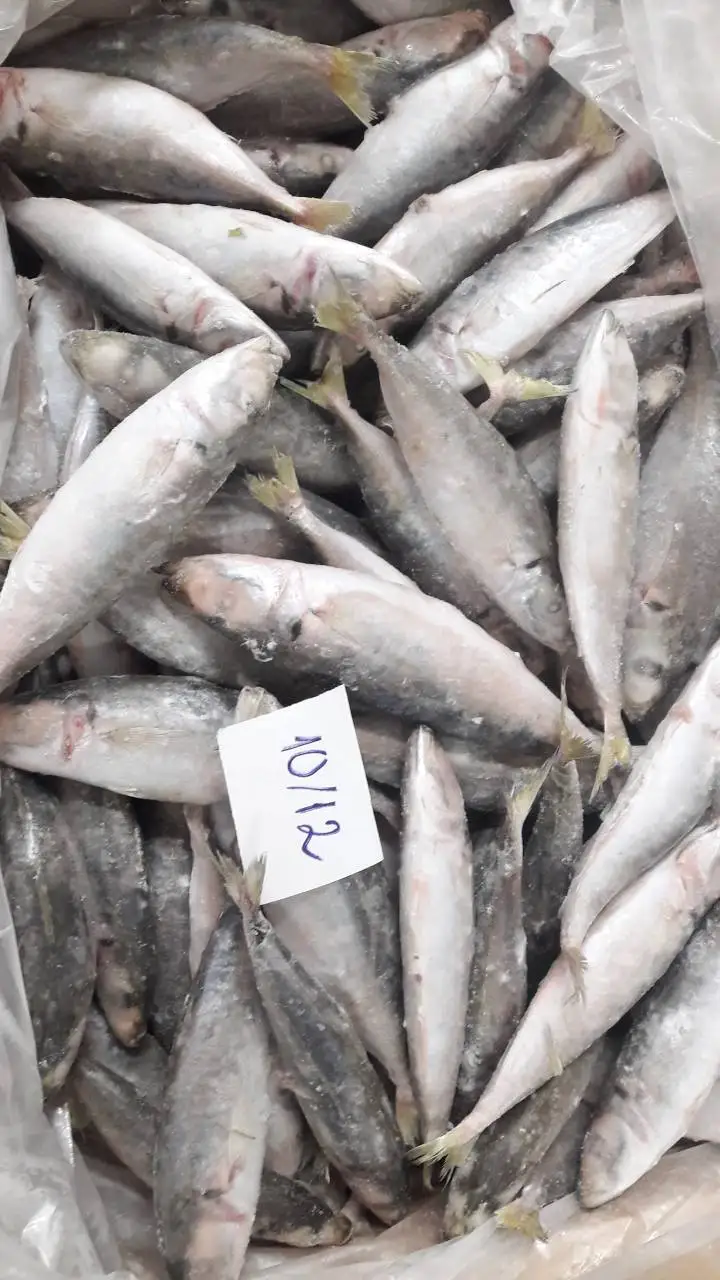 Frozen Layang Round Scad - Premium Quality & Sustainability