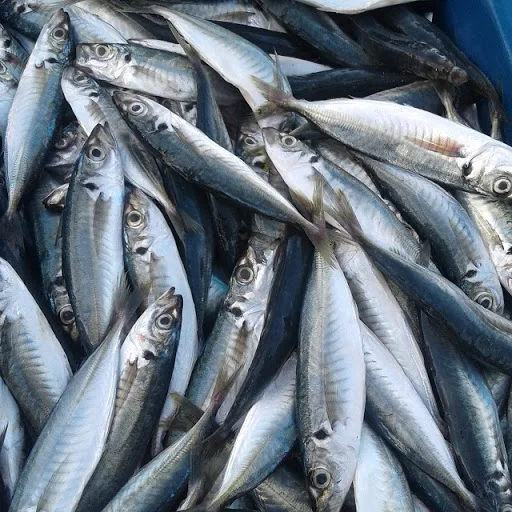 Frozen Layang Round Scad - Premium Quality & Sustainability