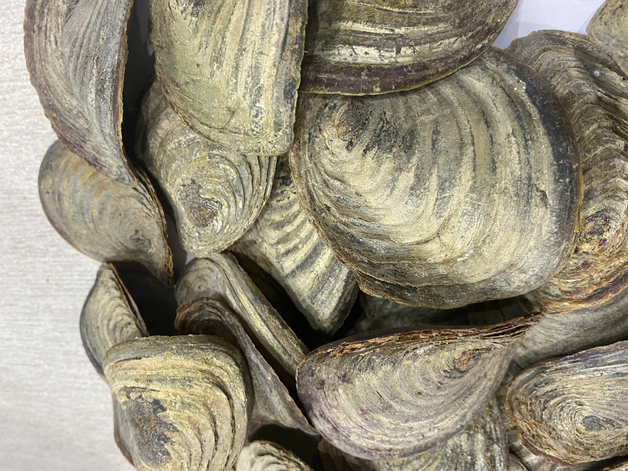 Seashell Onycha/Lambis Operculum/ Dried Triton Murex Operculum for ...