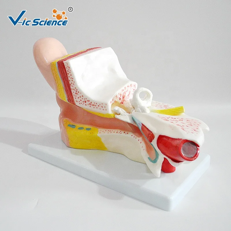 Medical Anatomical Model Middle Ear Anatomy Model Medical Science ...
