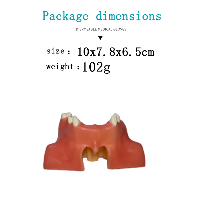 Oral Dentistry Maxillary Sinus Lifting Exercises Tooth Model Simulation ...