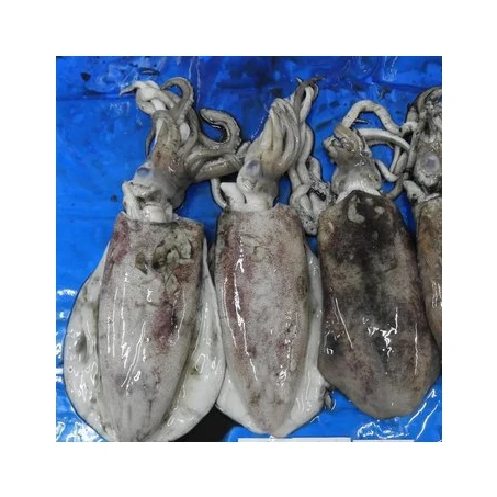 Best Quality Cuttlefish - Frozen Cuttlefish at Competitive Price