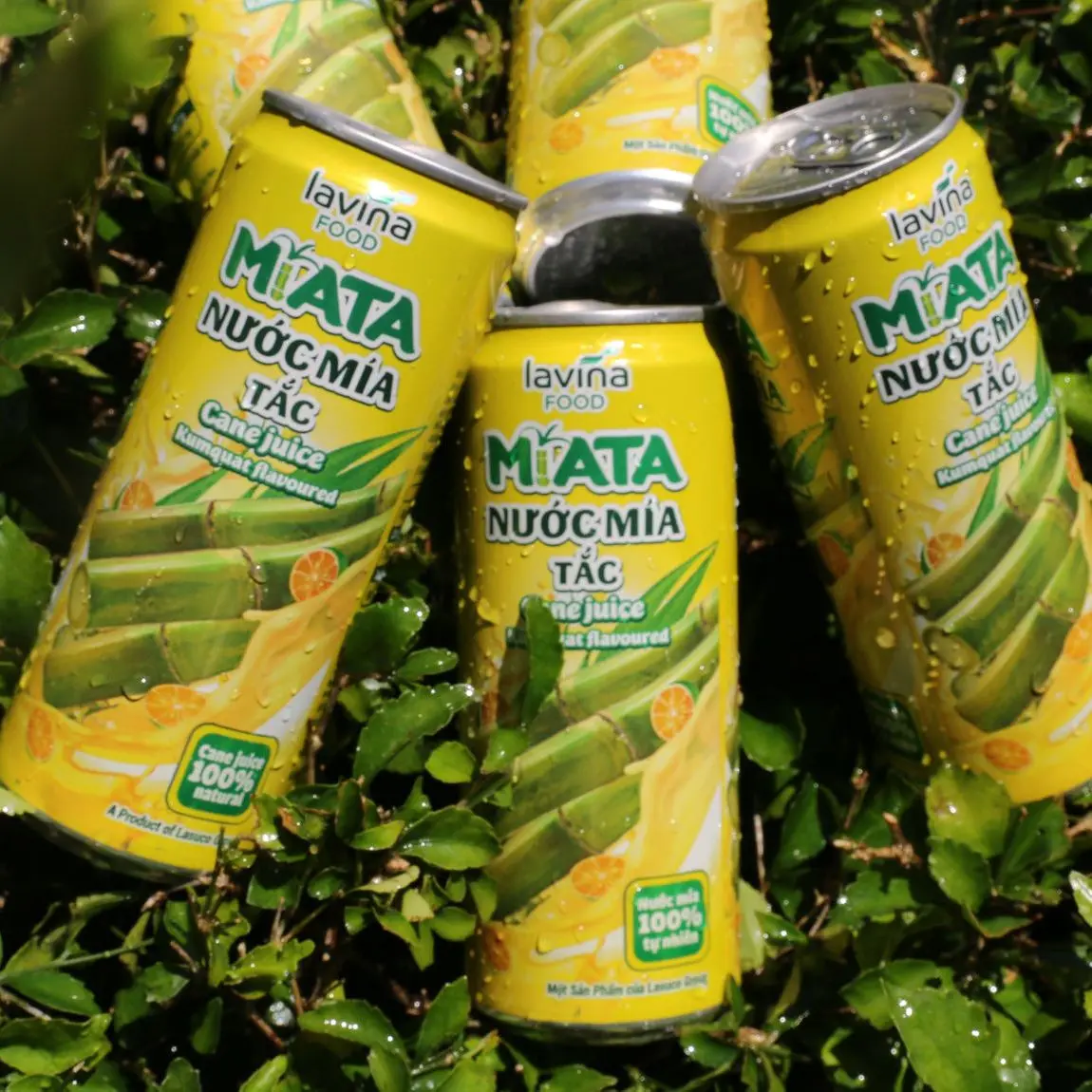 Cheap Price Miata Cell Cane Juice Kumquat Flavored Pure Fragrance ...