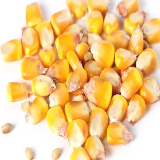 Dried Yellow Corn / Dried Yellow Maize / Yellow Corn For Animal Feed ...