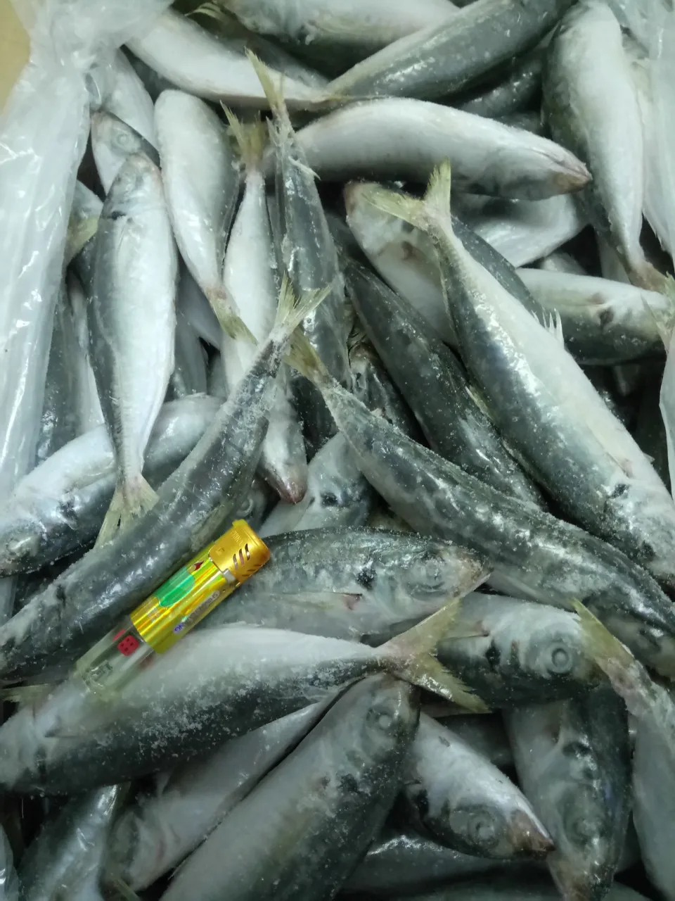 Frozen Layang Round Scad - Premium Quality & Sustainability