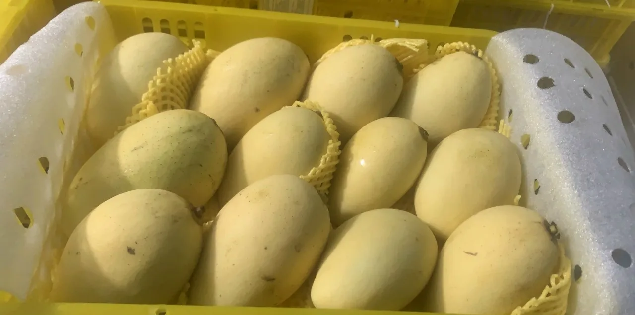 Fresh Mango Fruit Kaew - High Quality & Delicious Taste