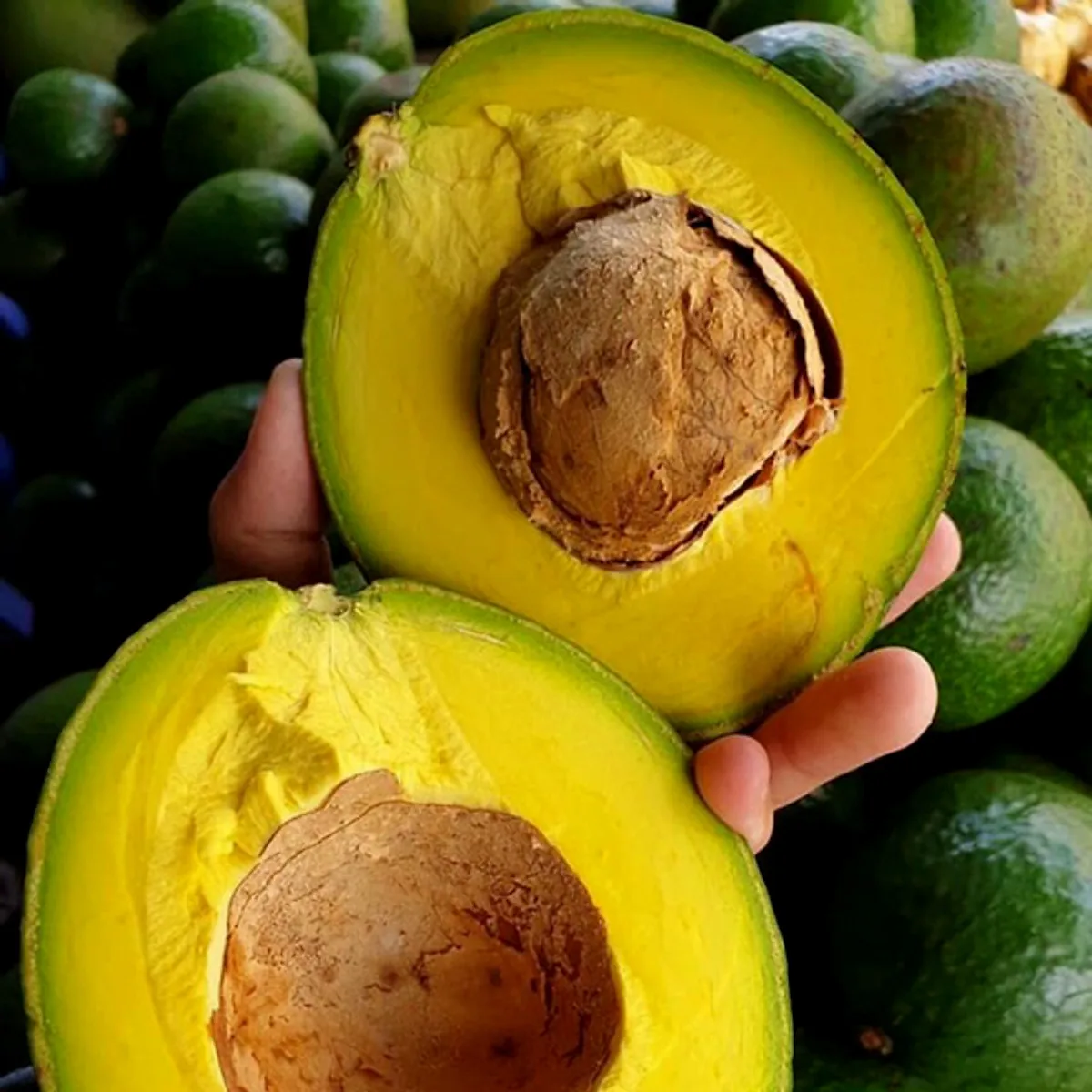 High Tropical Fruit New 2022 Booth Avocado Made in Vietnam