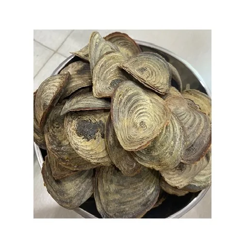 Seashell Onycha/Operculum/Trapdoor of Murex/ Dried Triton Murex ...