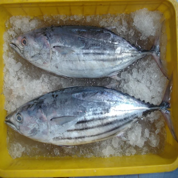 Buy Precooked Frozen Bonito Tuna Loin/Cheap Price Frozen Skipjack Tuna ...