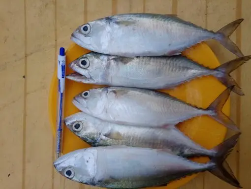 Frozen Short Bodied Mackerel Fish - Indian Mackerel from Vietnam with ...