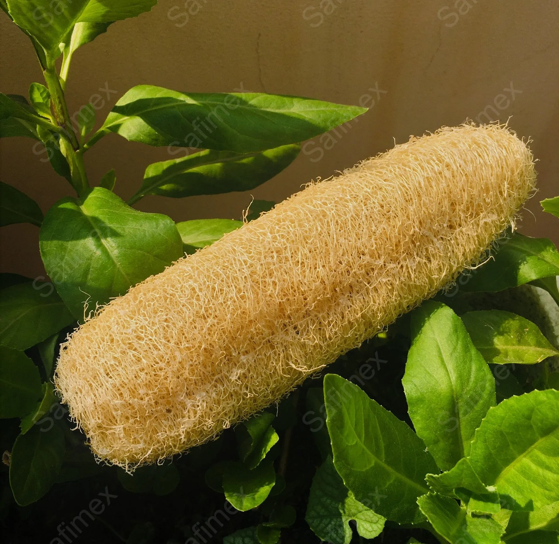 Raw Material Loofah In Available Organic And Natural No Chemical/ Luffa ...