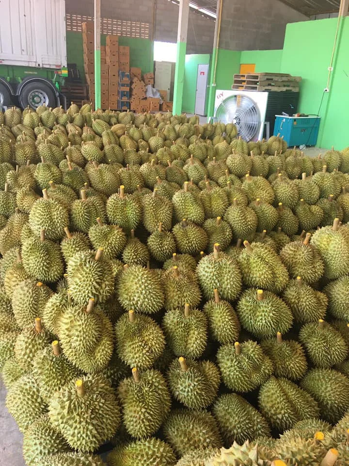 Fresh & IQF Frozen Durian Fruit in Bulk Air Weight Preserved with Water ...
