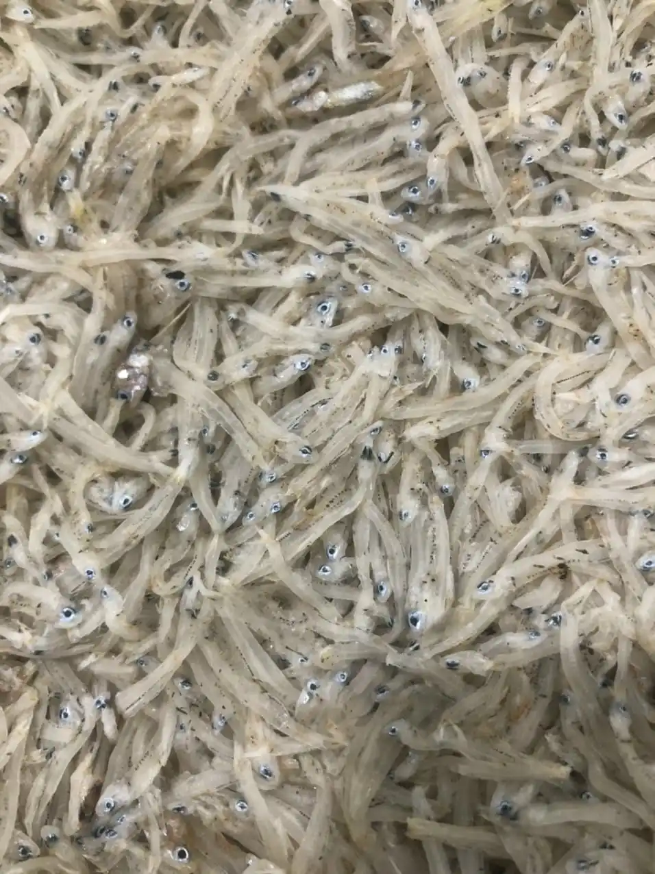 DRIED FISH ANCHOVY / DRY BABY ANCHOVY 2-3CM High Quality From Vietnam ...