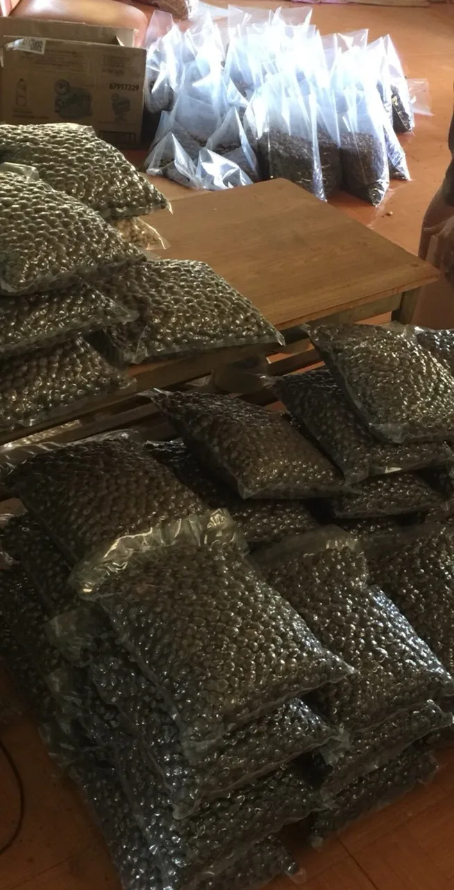 ROASTED SACHA SACHA INCHI NUT FROM VIETNAM- Make Sachi Oil - Helen +84 ...