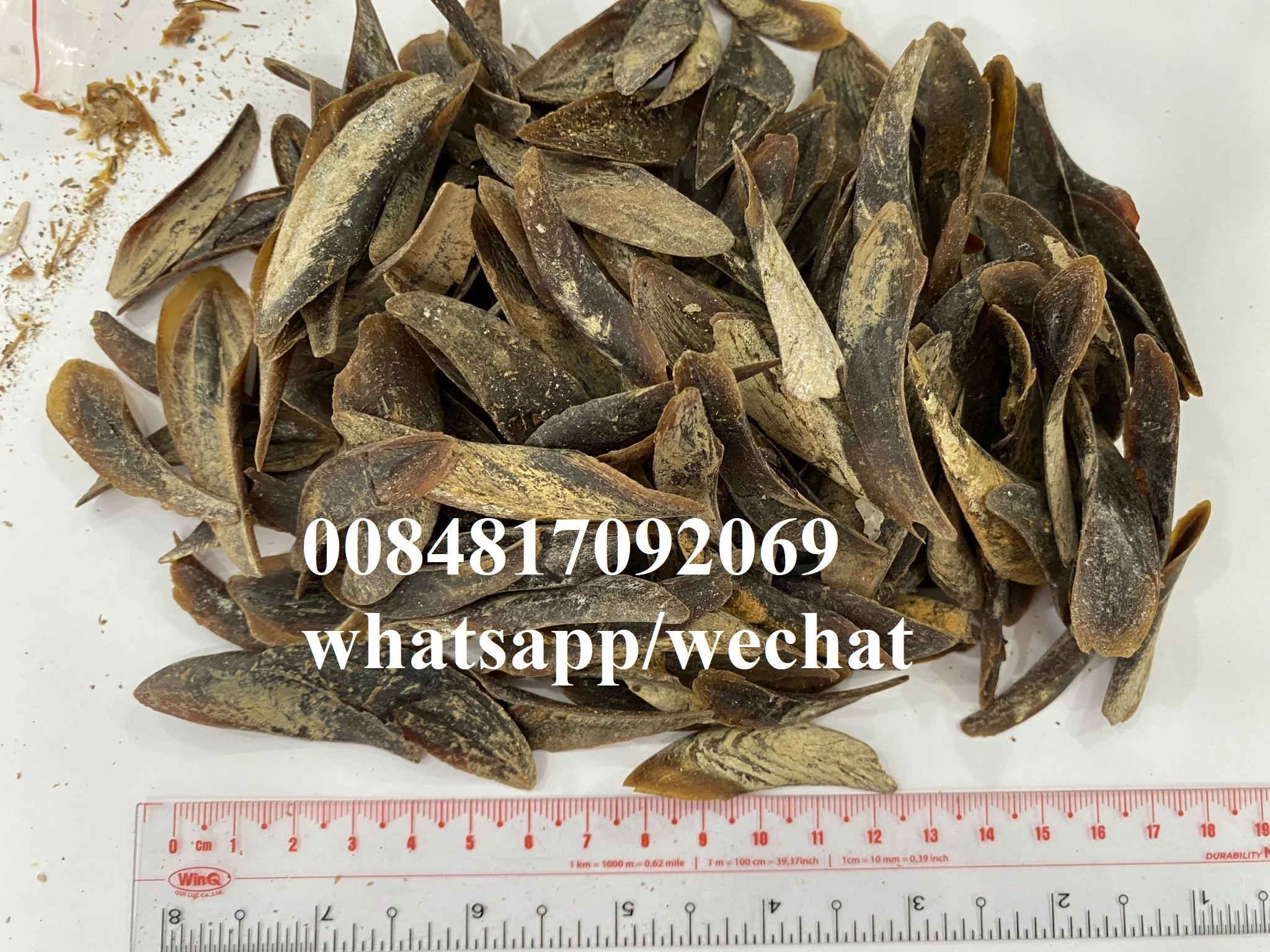 Fresh Seashell Murex Operculum Murex Snail Dry From Vietnam - Buy Hot ...