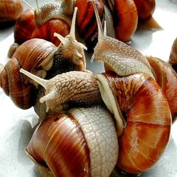 Fresh African Giant Snails/processed Alive,Frozen,Dried,Fresh Snails ...