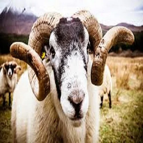 Corn For Sheep跨境商机分析报告行业外贸出口趋势-阿里巴巴国际中文站官网