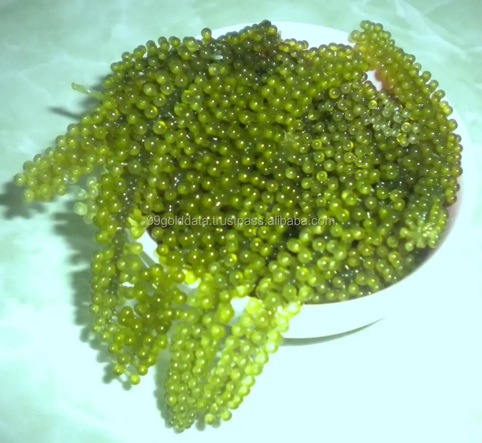 High Quality Dehydrated Sea Grapes - Nutritious & Fresh