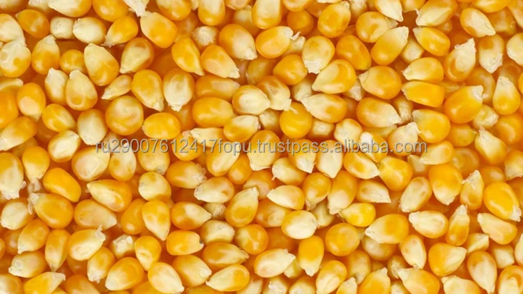 Organic Feed Corn Feed For Pigs And Piglets Delivery Is Carried Out In ...