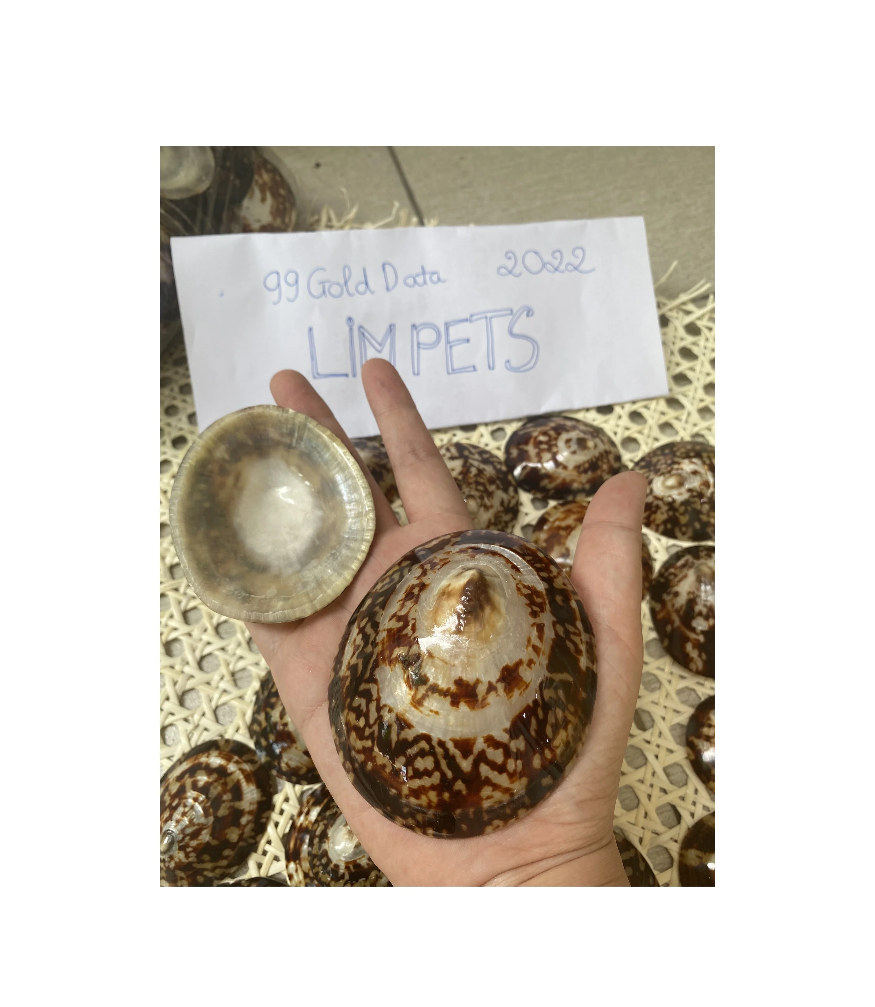 Hot Trend Polished Pearl Banded Jade Turbo Shell / Natural Seashell ...