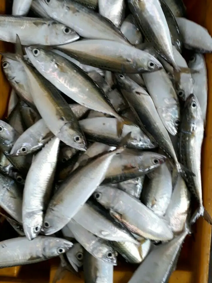 Frozen Short Bodied Mackerel Fish - Indian Mackerel from Vietnam with ...