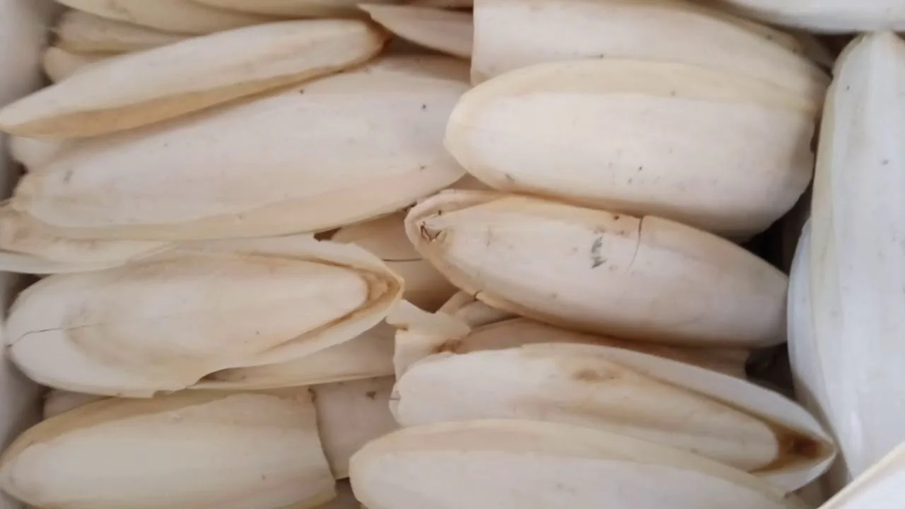 High Quality Dried Cuttlefish Bone From 99 Gold Data Vietnam - Buy ...